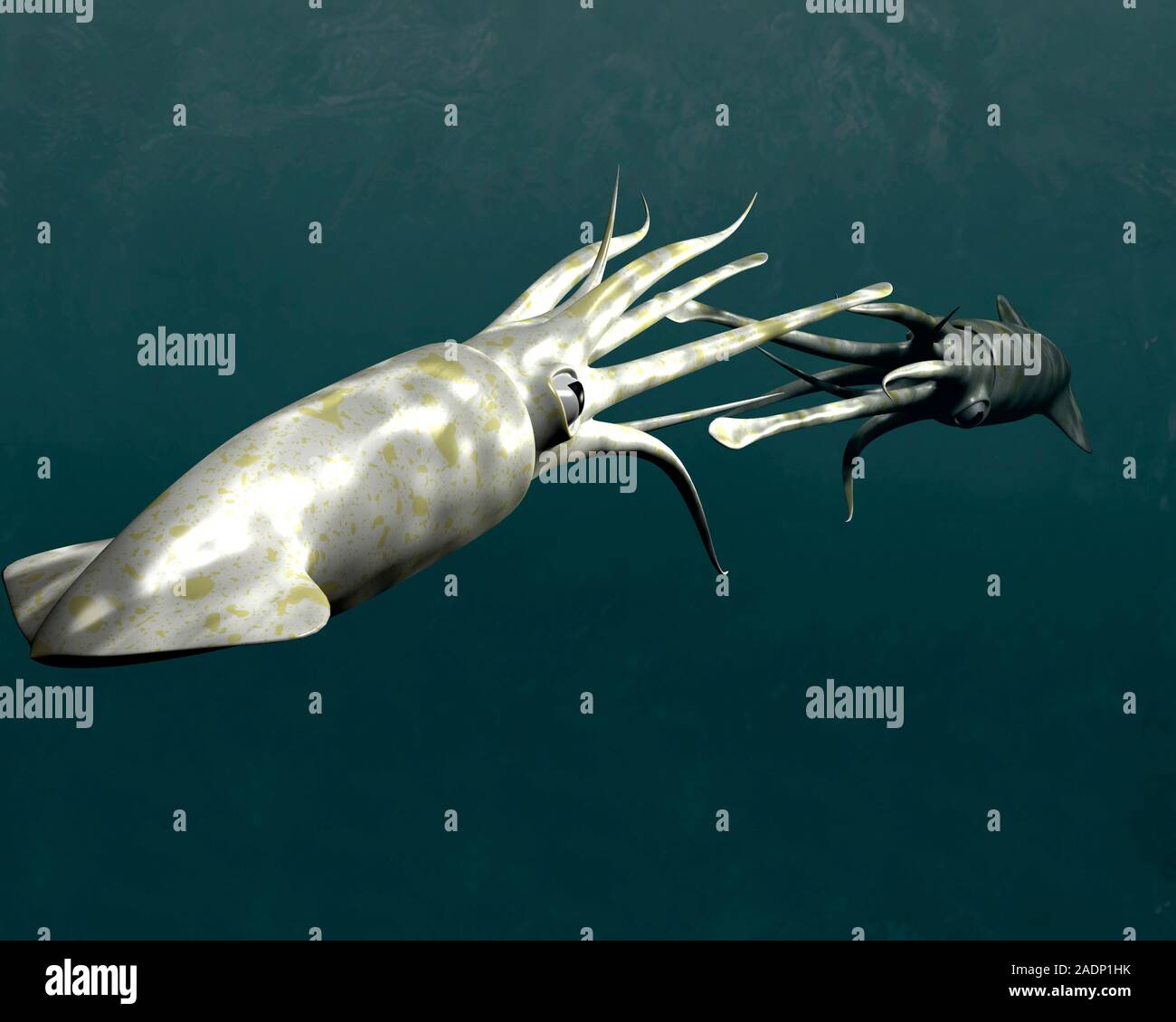 Squid mating. Computer artwork of two squid using their arms and ...