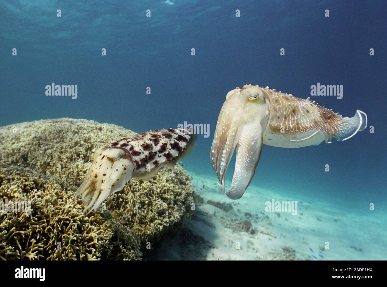 Broadclub cuttlefish (Sepia latimanus) male and female pair. The male ...