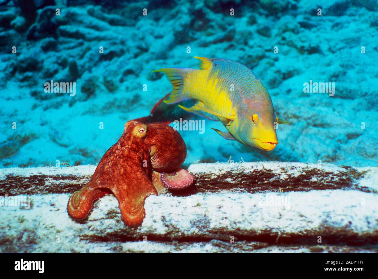 Common octopus (Octopus vulgaris) hunting on the seabed. It is being ...