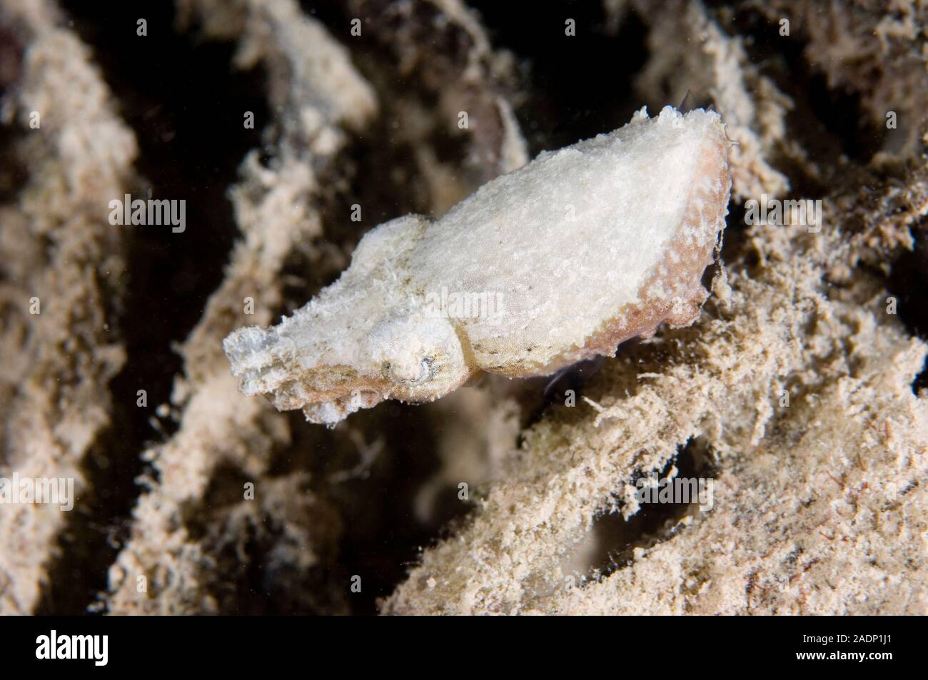 Papuan cuttlefish (Sepia papuensis) hidden in rubbish. This and other ...