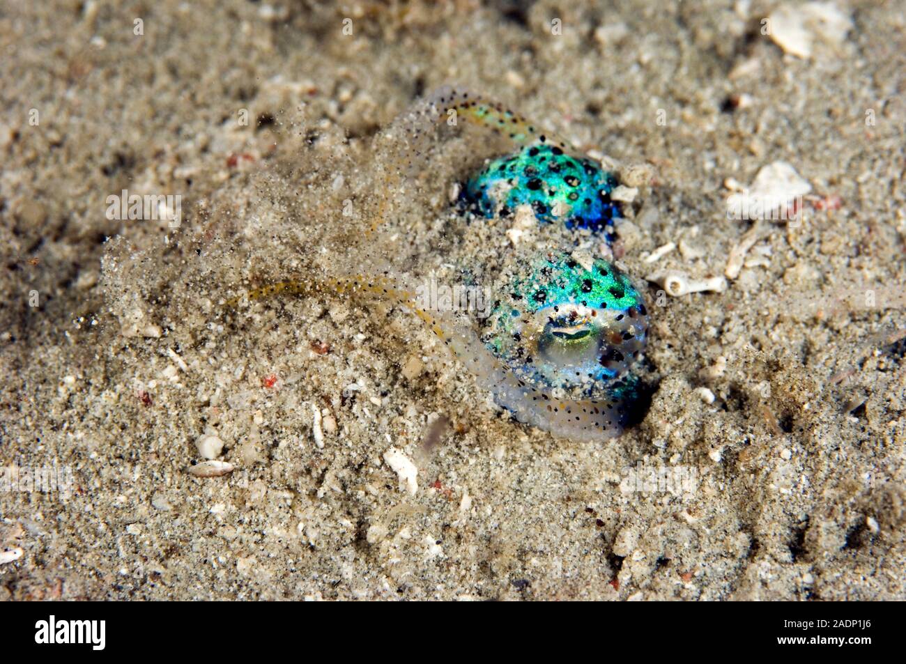 Berry's bobtail squid burying itself. 3 of 3 images showing Berry's ...