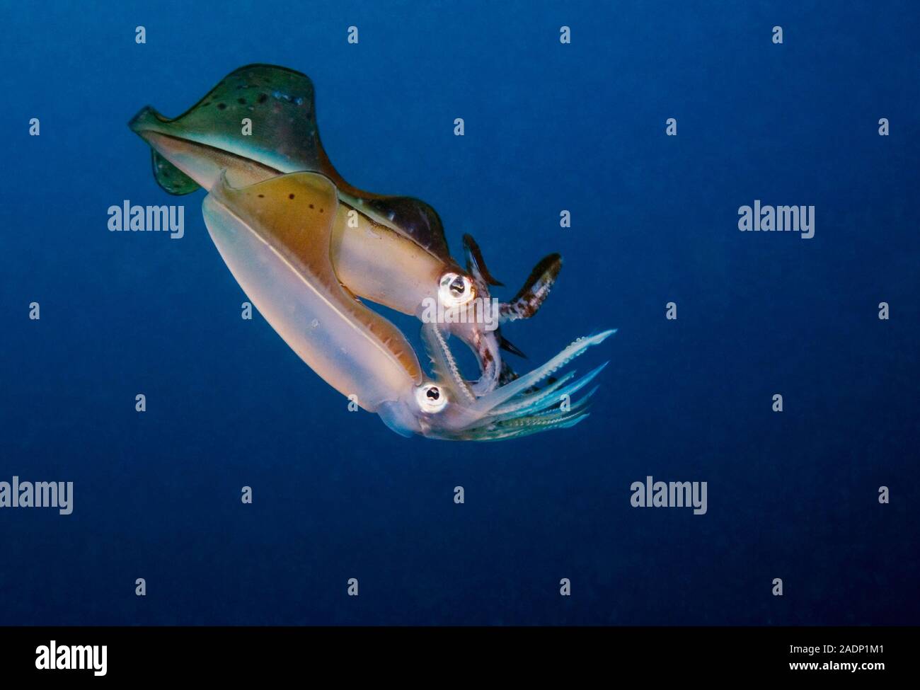 Bigfin reef squid (Sepioteuthis lessoniana) male courting a female ...