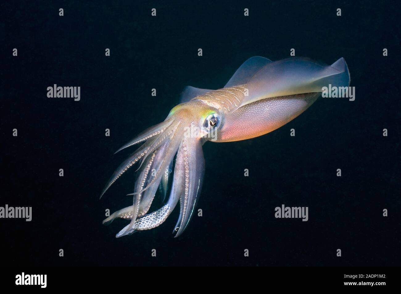 Bigfin reef squid (Sepioteuthis lessoniana). This squid inhabits coral ...