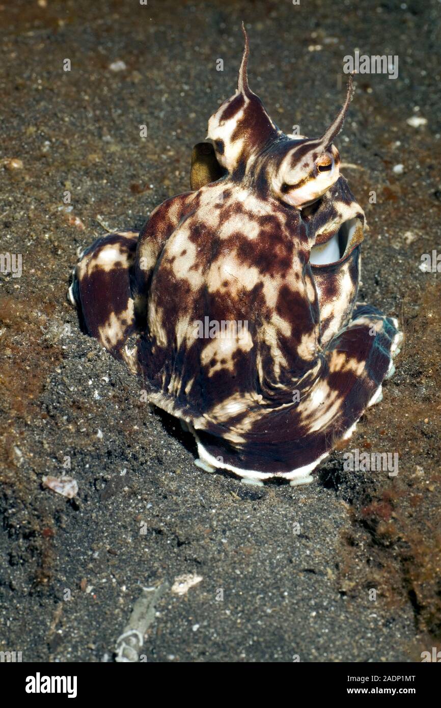 Mimic octopus (Octopus sp.). This octopus changes its body shape and ...