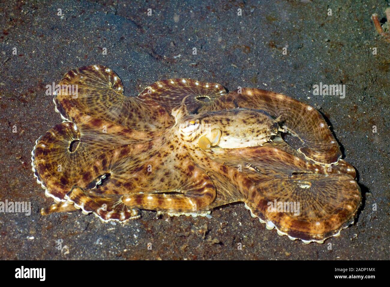 Mimic octopus (Octopus sp.). This octopus changes its body shape and ...