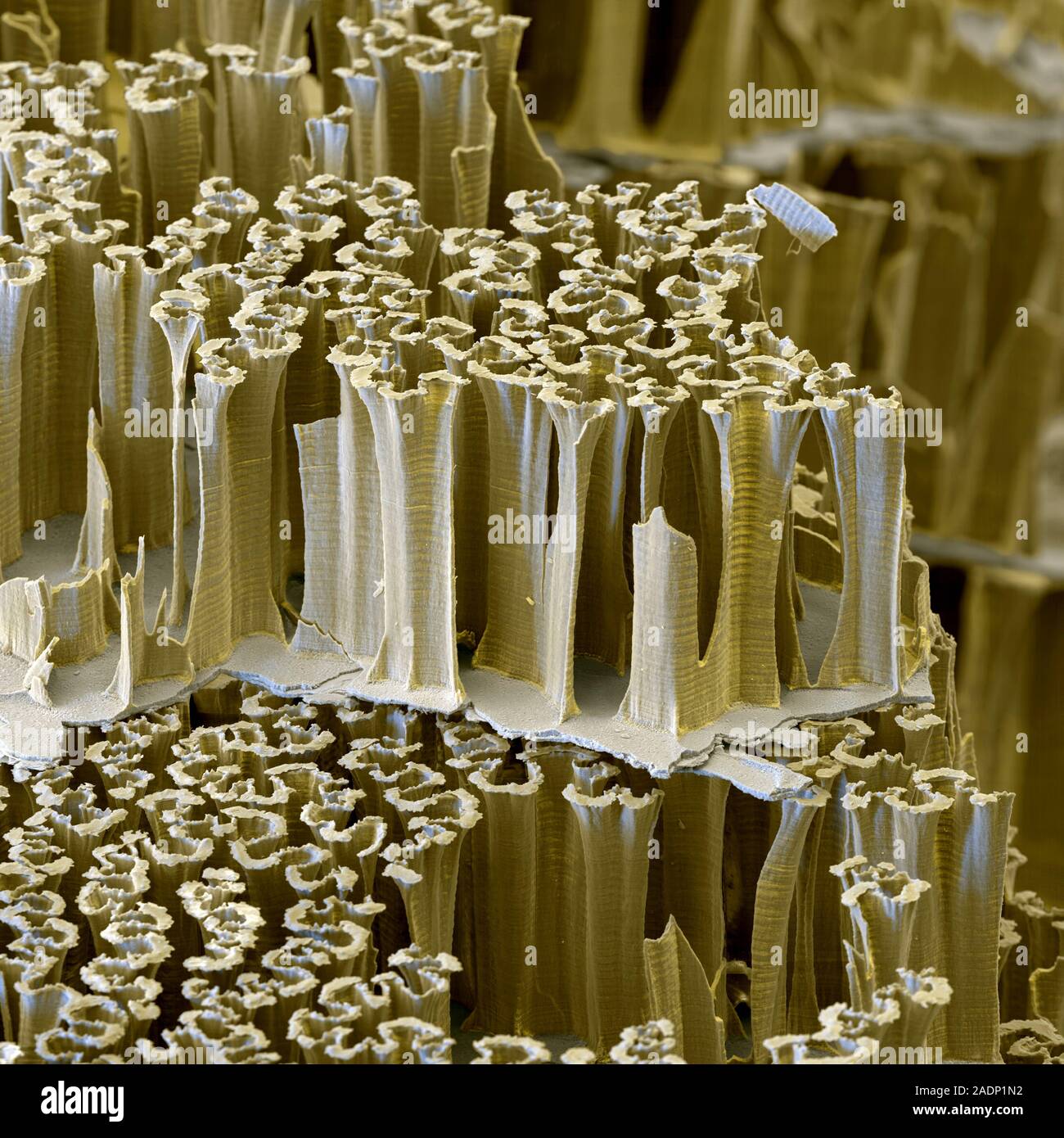 Cuttlefish bone. Coloured scanning electron micrograph (SEM) of the ...