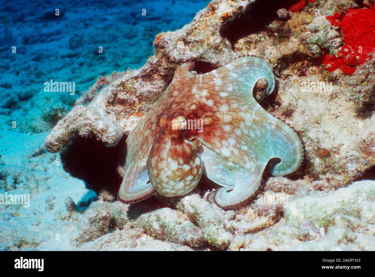 Common octopus (Octopus vulgaris). This mollusc can reach 90 ...