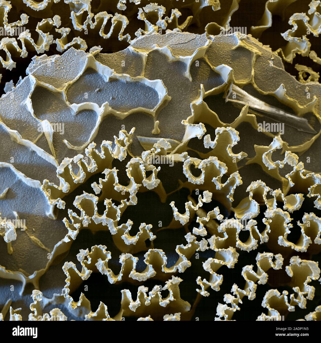 Cuttlefish bone. Coloured scanning electron micrograph (SEM) of the ...