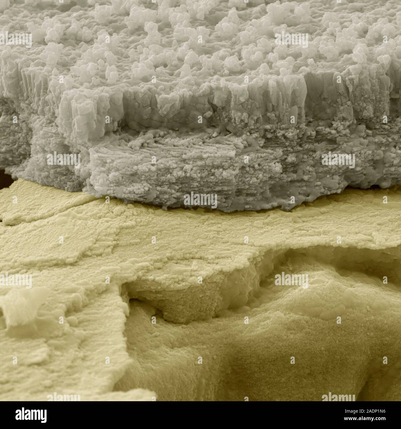 Cuttlefish bone. Coloured scanning electron micrograph (SEM) of ...