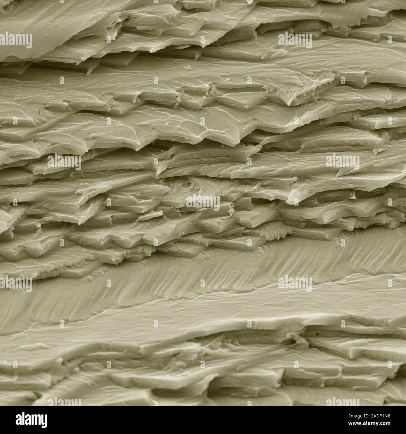 Cuttlefish bone. Coloured scanning electron micrograph (SEM) of the ...