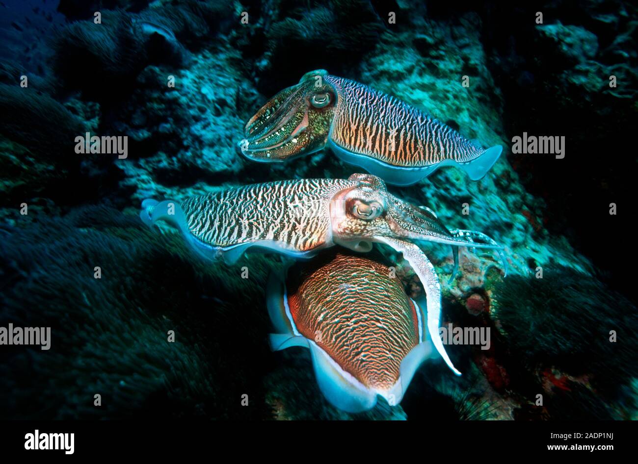 Broadclub cuttlefish reproduction (Sepia latimanus). Male cuttlefish ...
