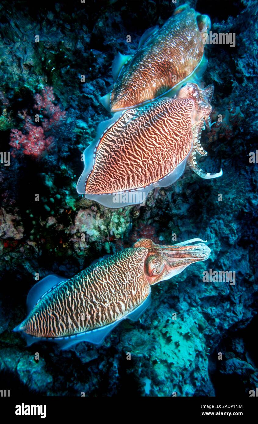 Pharaoh cuttlefish (Sepia pharaonis). Two rival male pharaoh cuttlefish ...