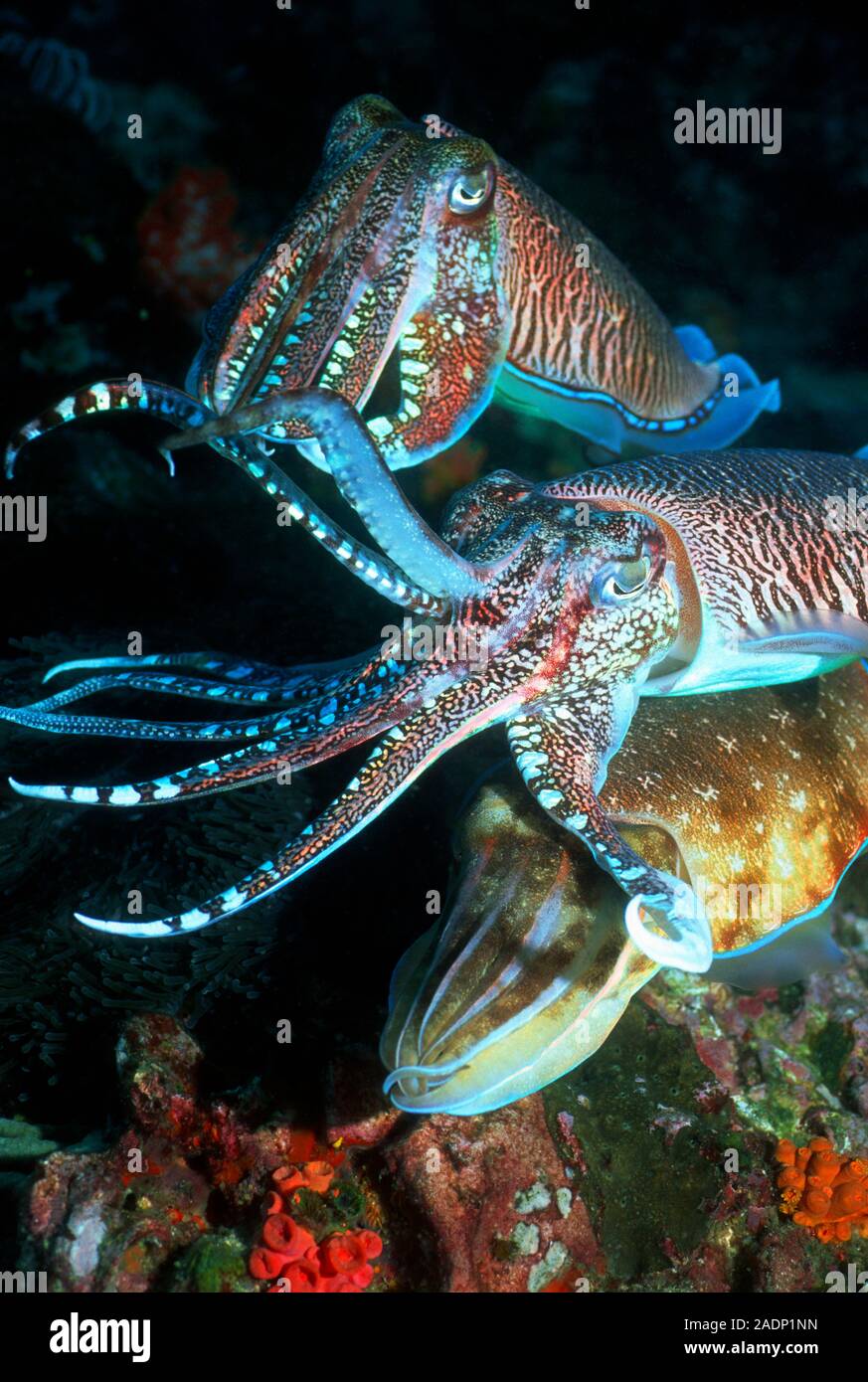 Pharaoh cuttlefish (Sepia pharaonis). Female pharaoh cuttlefish (bottom ...