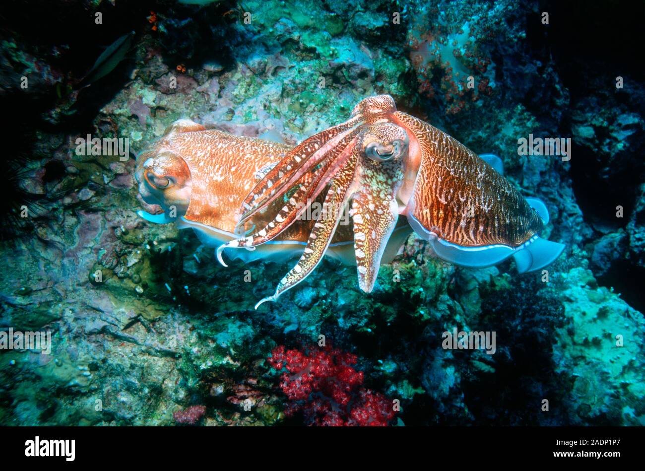 Pharaoh cuttlefish (Sepia pharaonis) reproduction. Male pharaoh ...