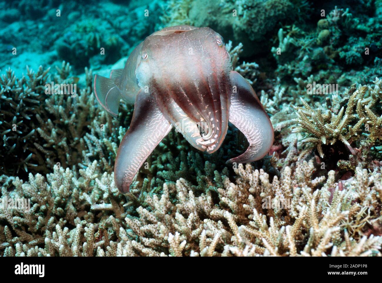 Broadclub cuttlefish (Sepia latimanus) hunting on the sea floor. This ...
