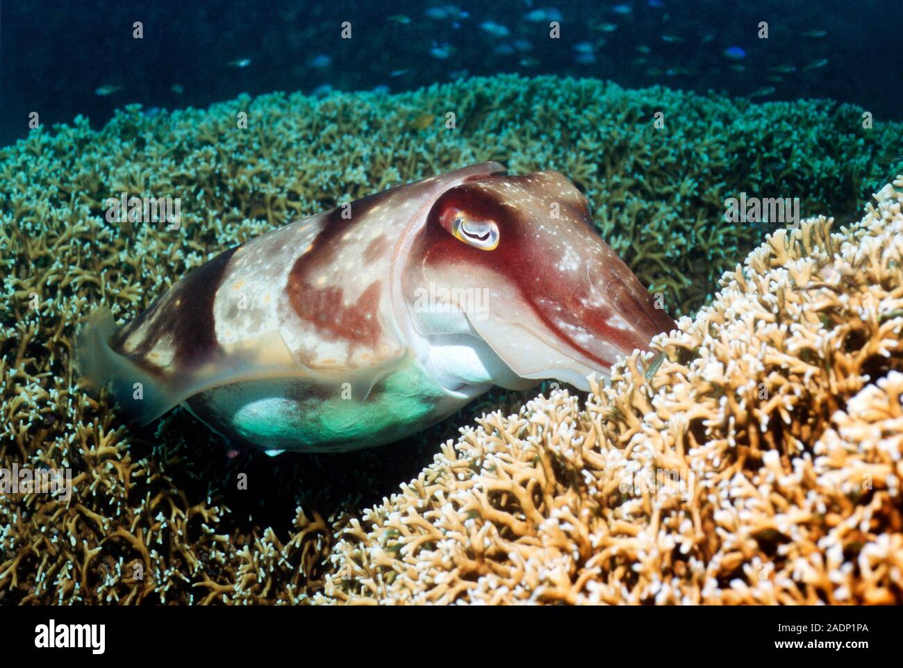 Female broadclub cuttlefish (Sepia latimanus) laying eggs in fire coral ...