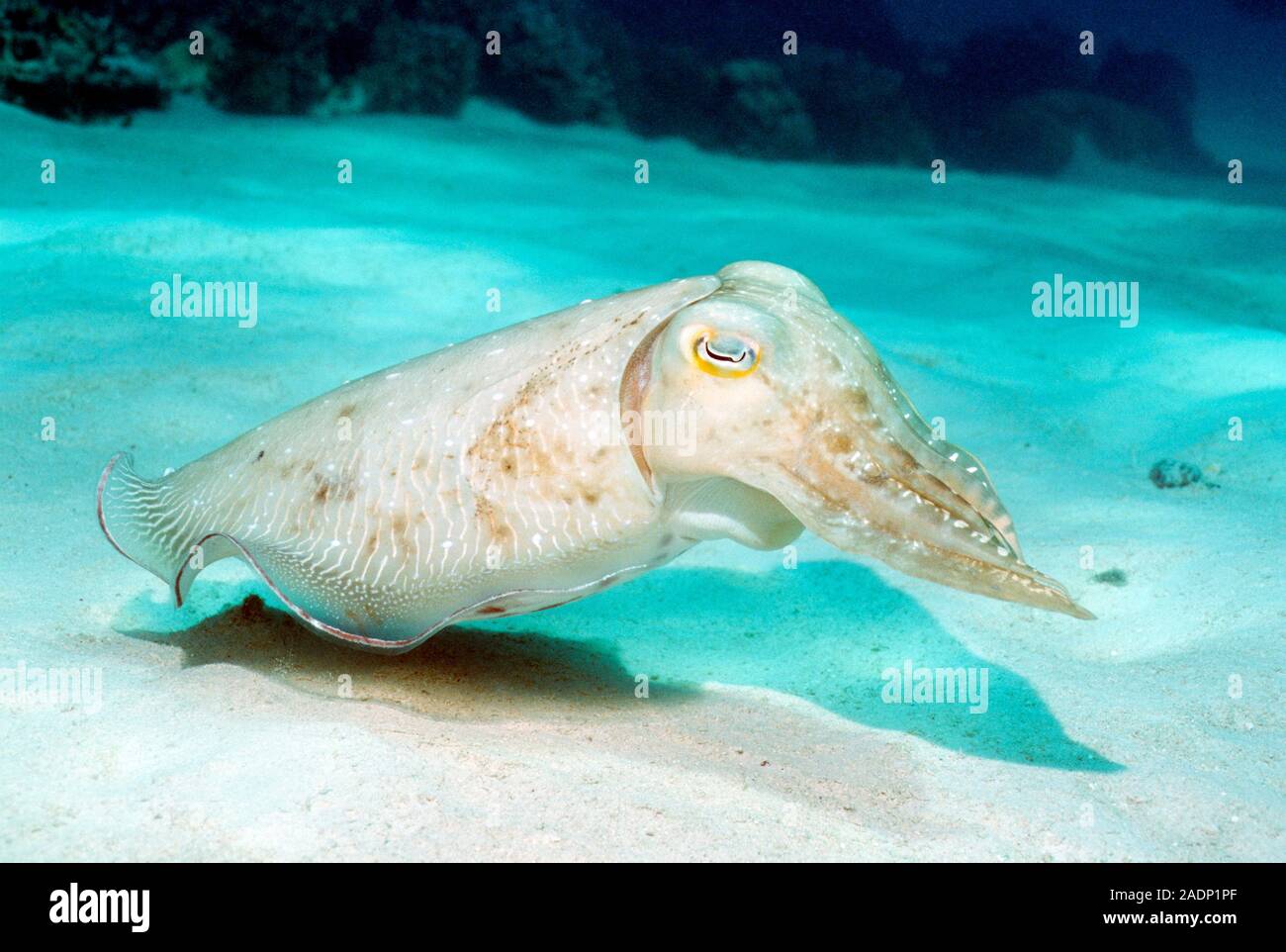 Broadclub cuttlefish (Sepia latimanus). This cuttlefish changes colour ...