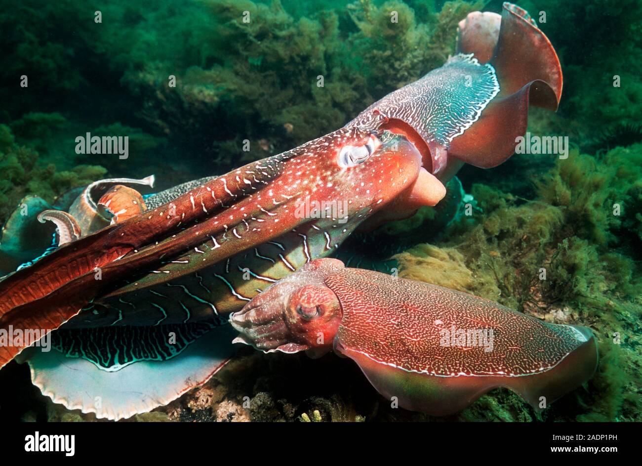 Giant cuttlefish (Sepia apama) in display combat over a female ...