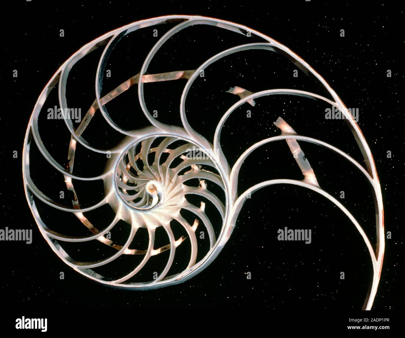 Photograph of a sectioned shell of the cephalopod, Nautilus sp. Present ...