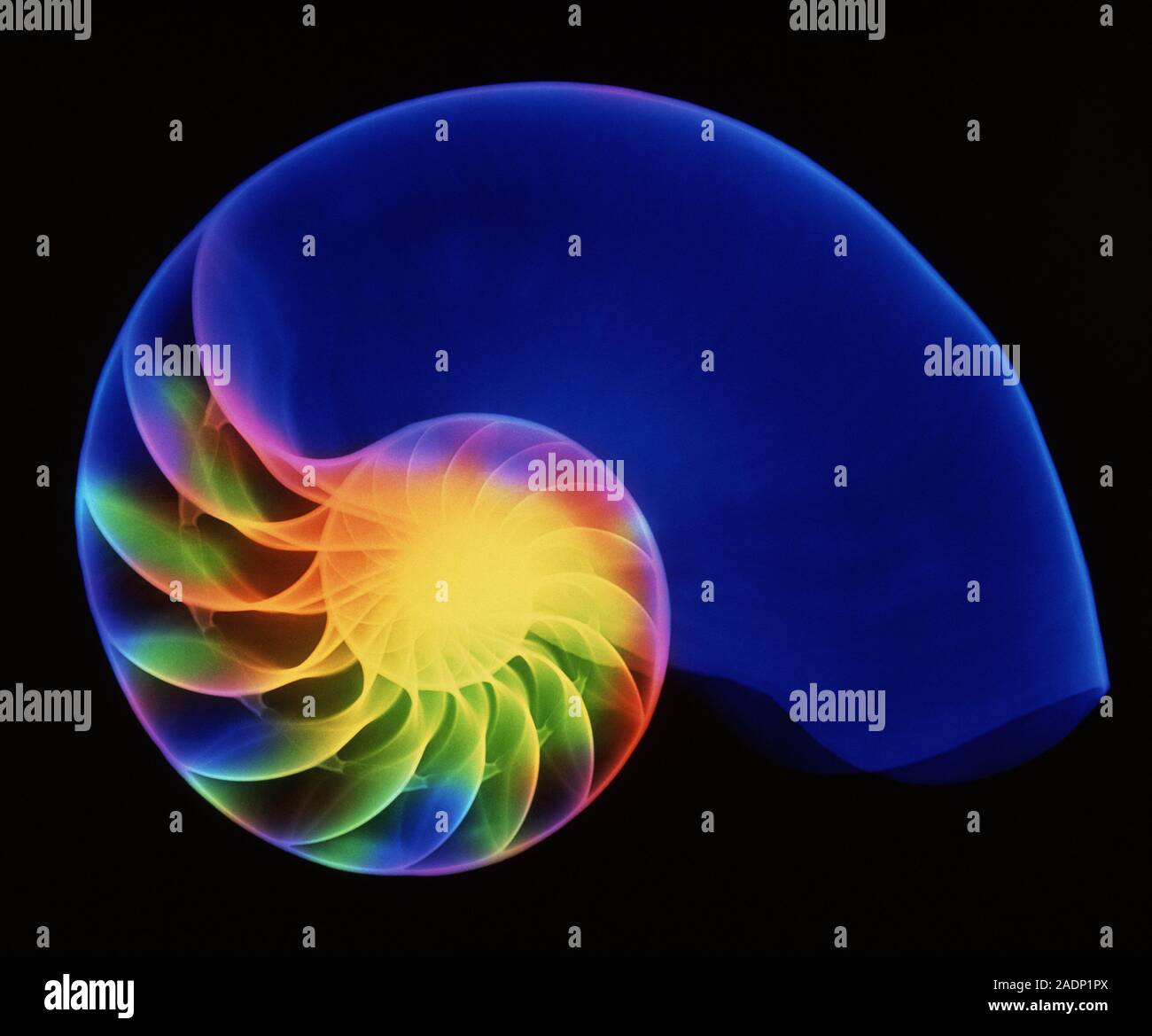 Nautilus shell. Coloured X-ray of the cephalopod shell, Nautilus ...