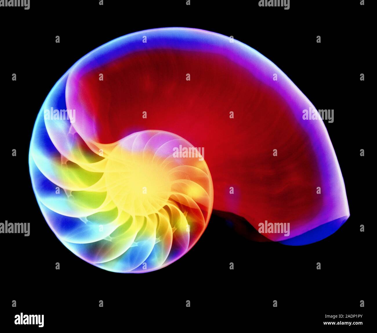Nautilus shell. Coloured X-ray of the cephalopod shell, Nautilus ...