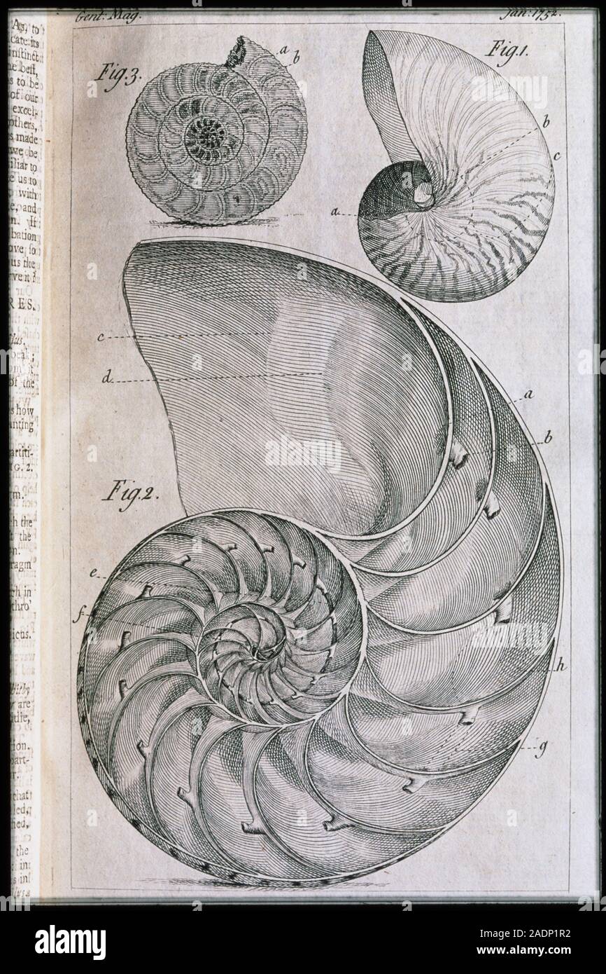 Nautilus shells and ammonite. 1752 engraving of the shell of a nautilus ...