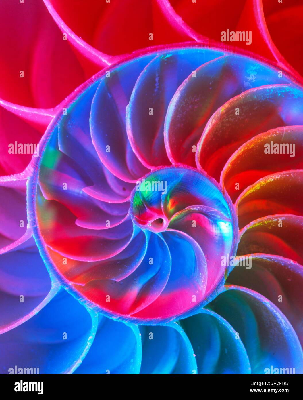 Nautilus shell. A section through the shell of a Nautilus (Nautilus sp ...