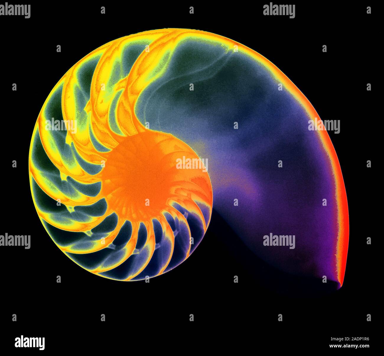 Nautilus shell (Nautilus sp.). Coloured X-ray of the internal structure ...