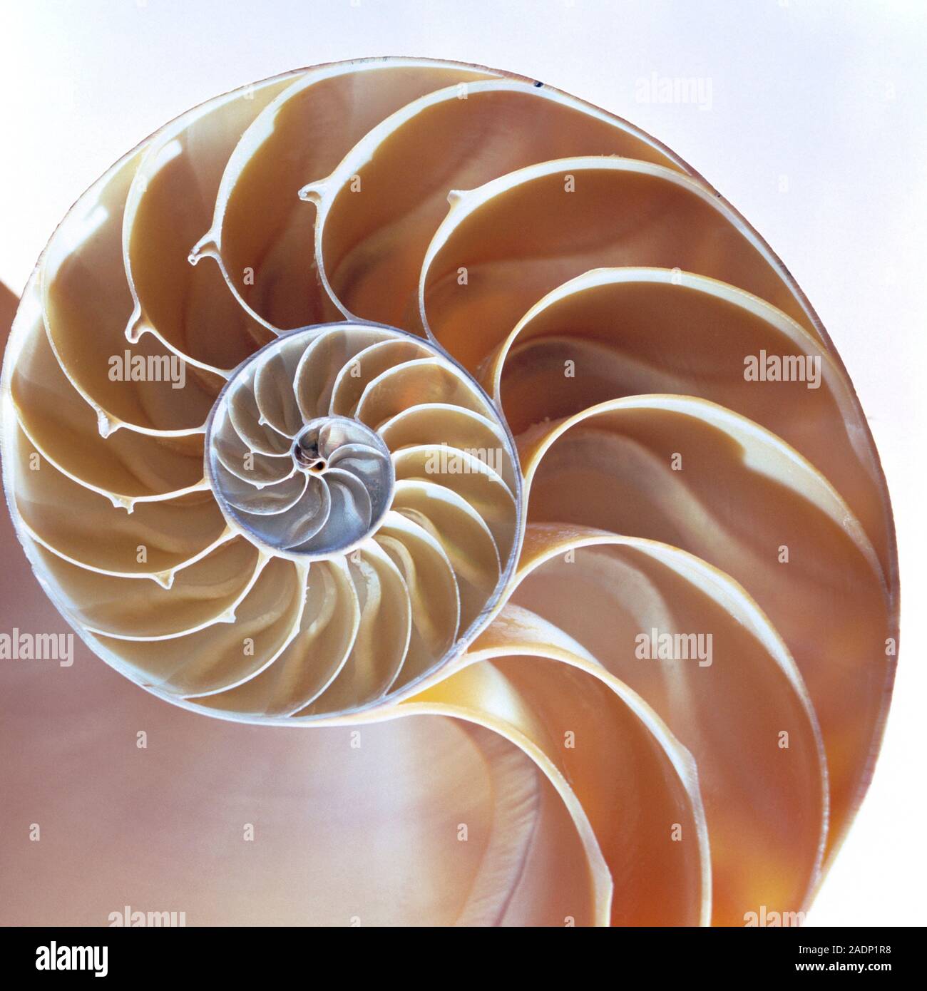 Nautilus shell. Close-up of a section through the shell of a nautilus ...