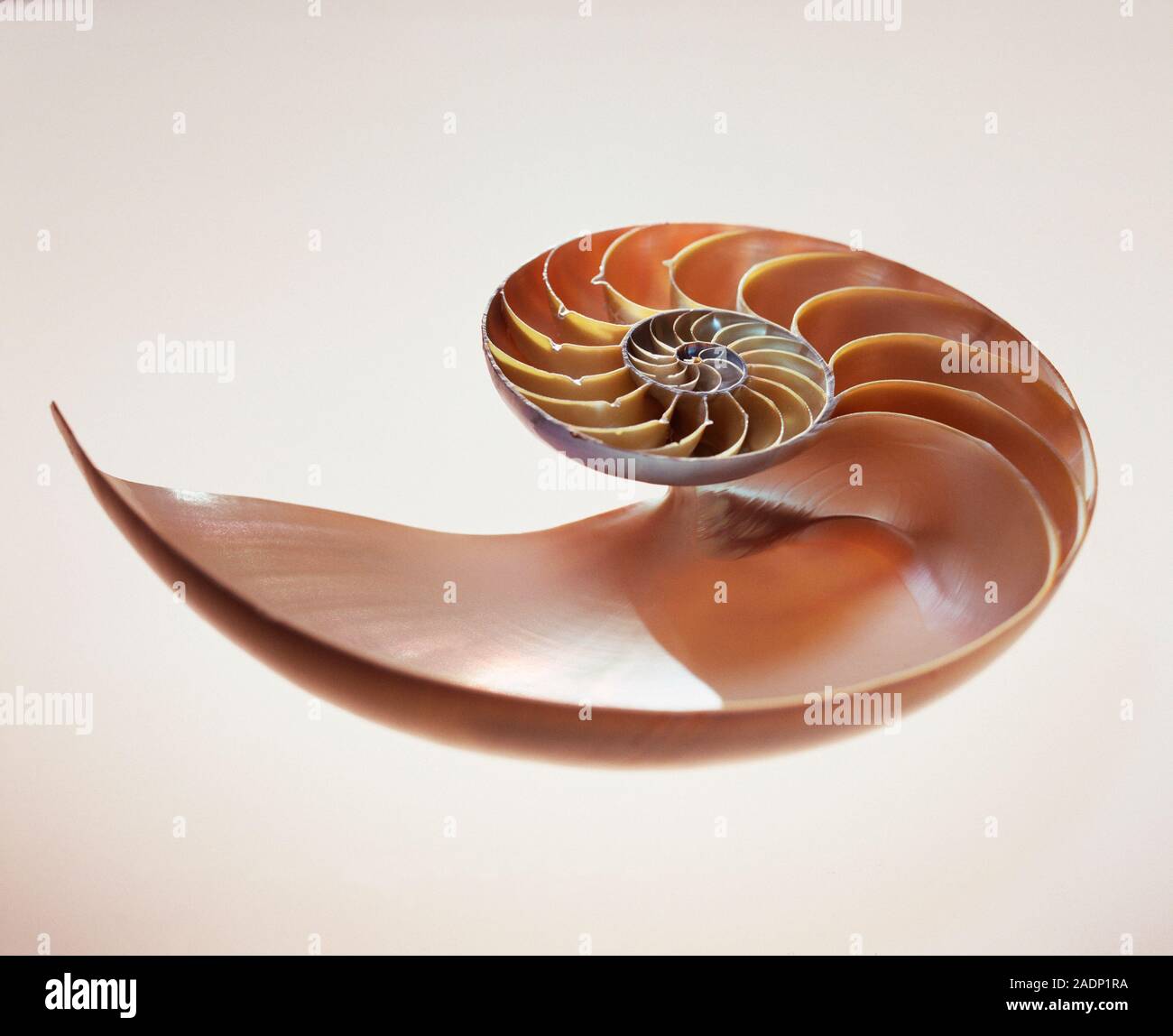 Nautilus shell. Section through the shell of a nautilus (Nautilus sp ...