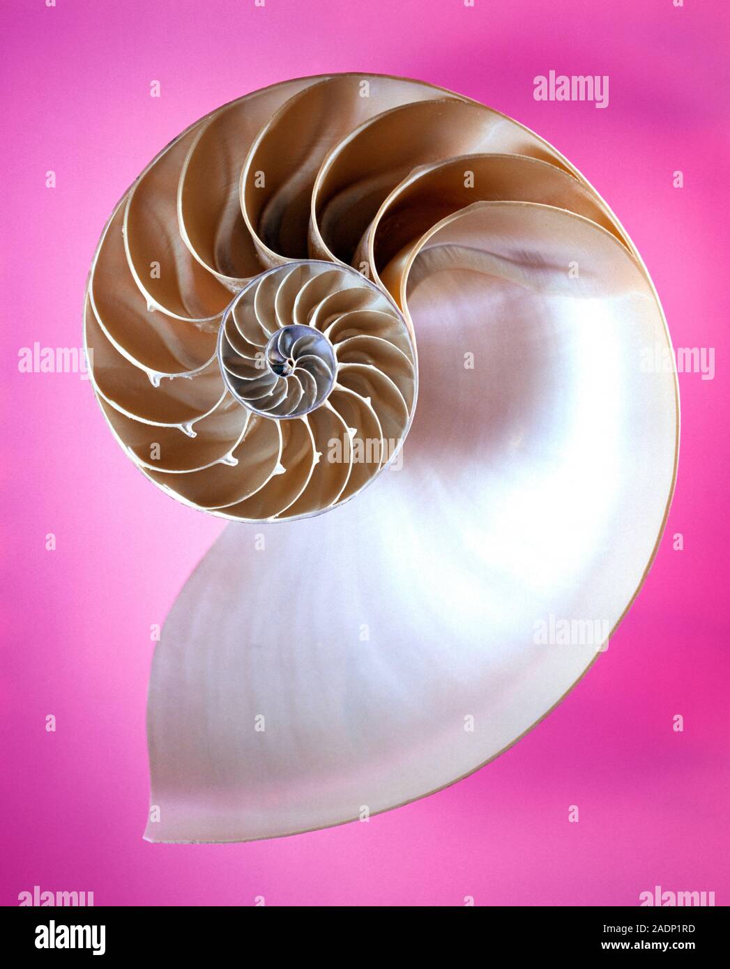 Nautilus shell. Section through the shell of a nautilus (Nautilus sp ...