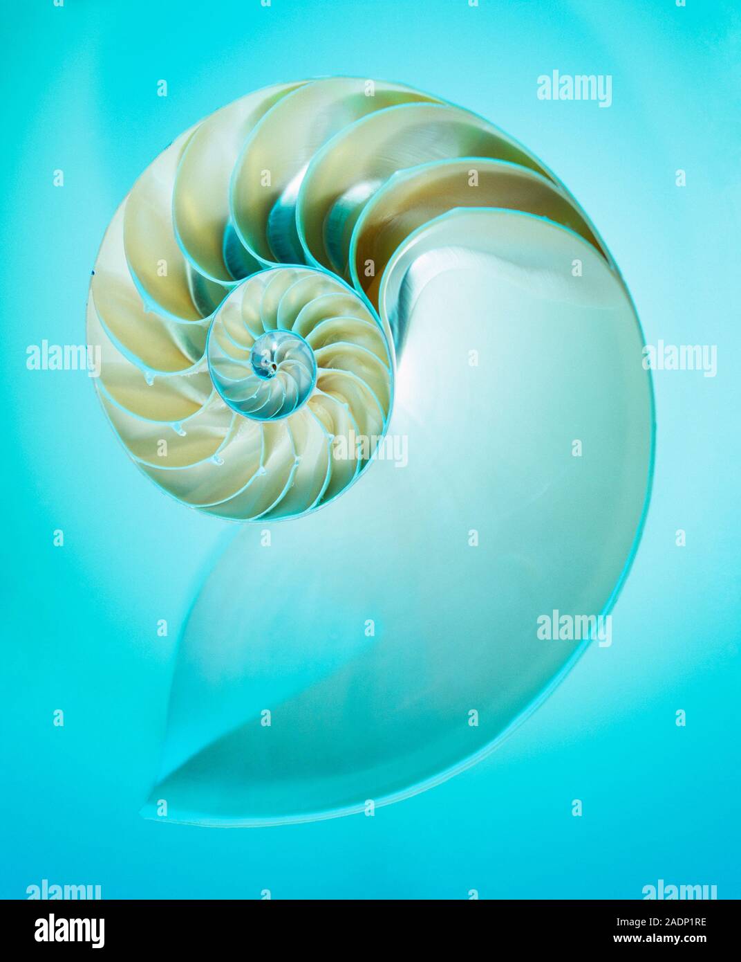 Nautilus shell. Section through the shell of a nautilus (Nautilus sp ...