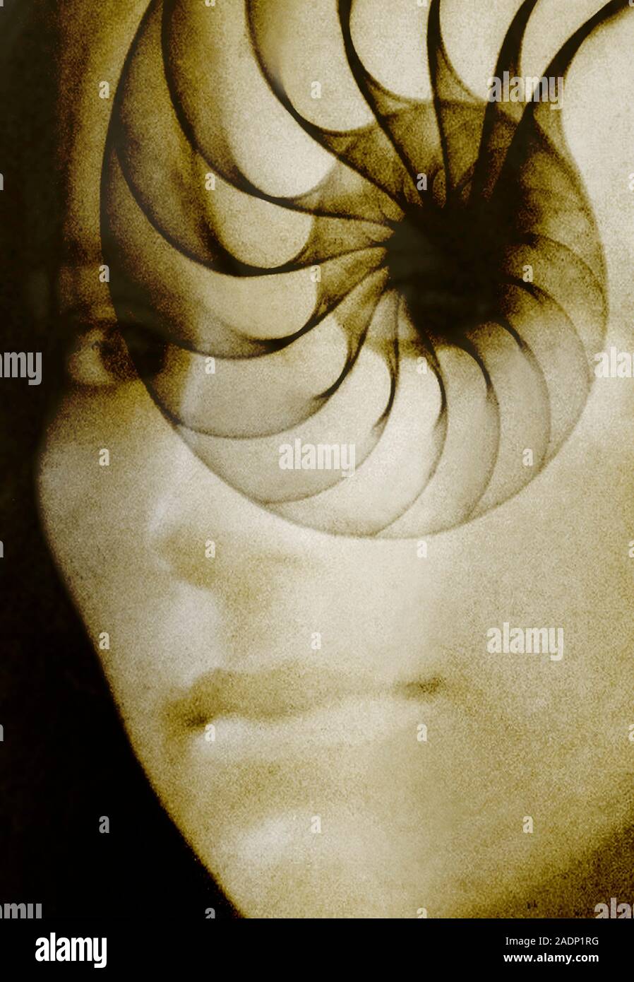Nautilus and woman's face. Composite image of the shell of a nautilus ...