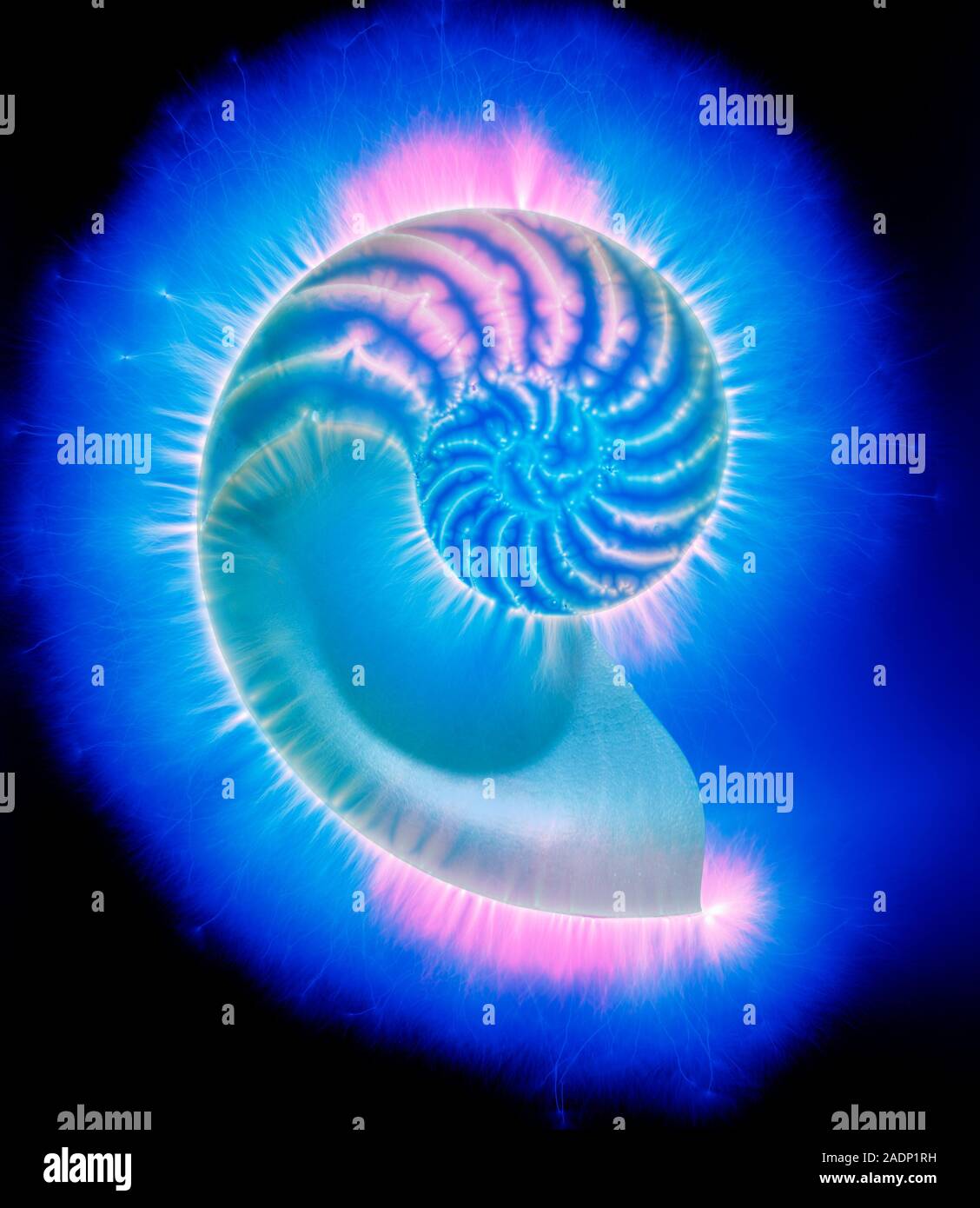 Nautilus shell (Nautilus sp.), Kirlian photograph. The luminous ...