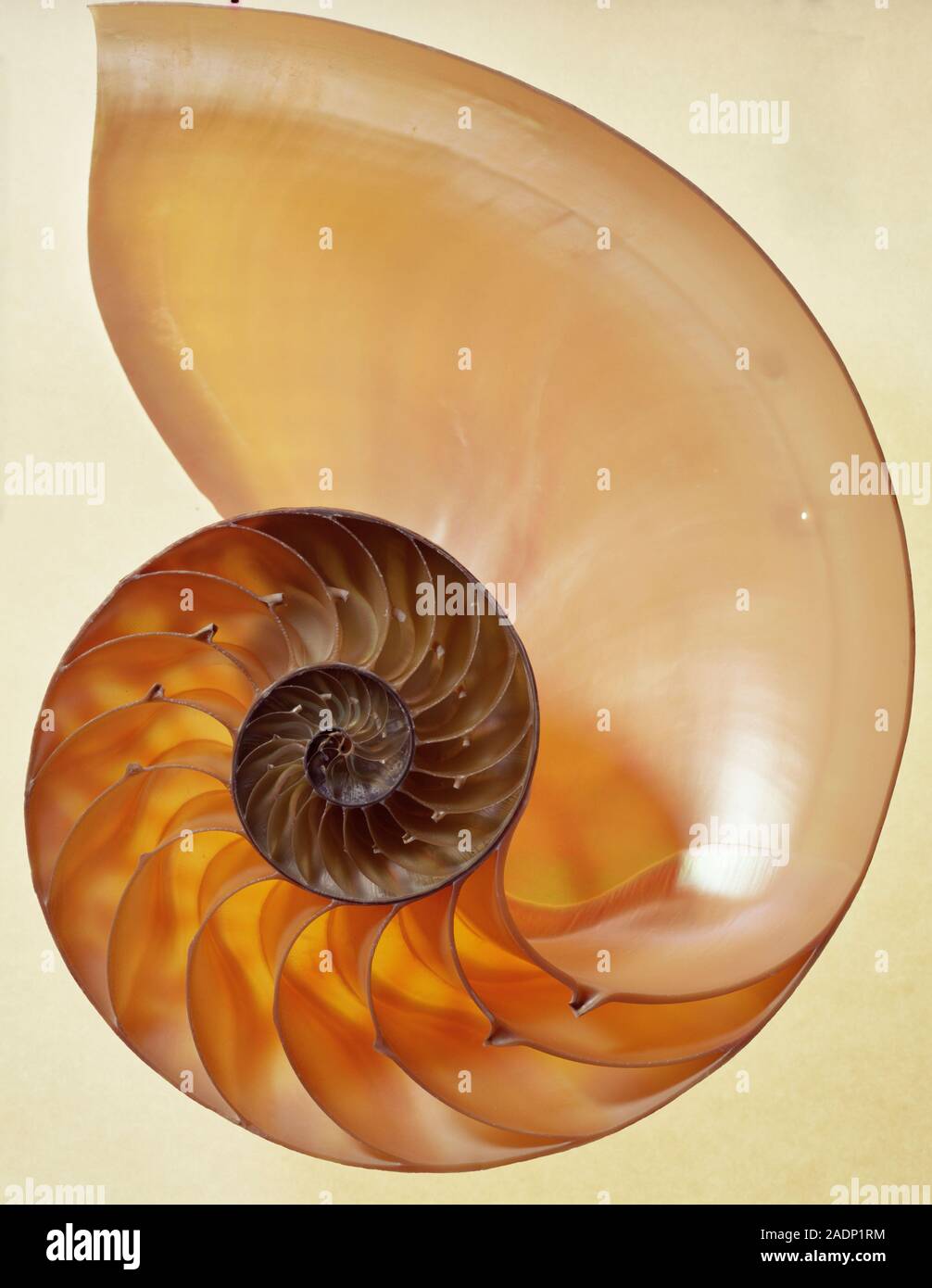 Nautilus shell. Section through the shell of a nautilus (Nautilus sp ...