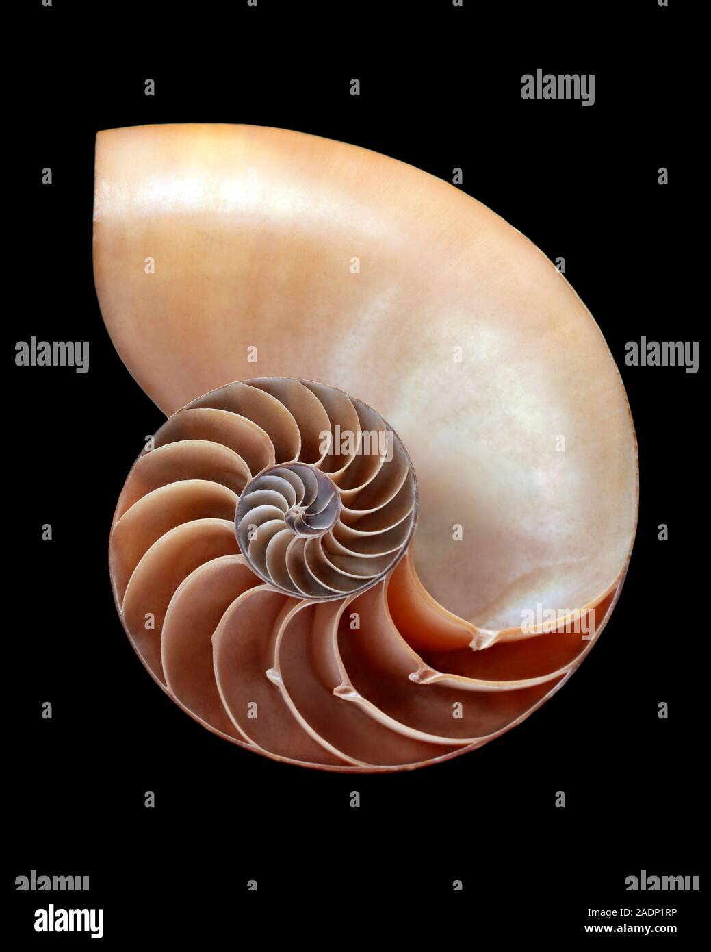 Nautilus shell. Section through the shell of a nautilus (Nautilus sp ...