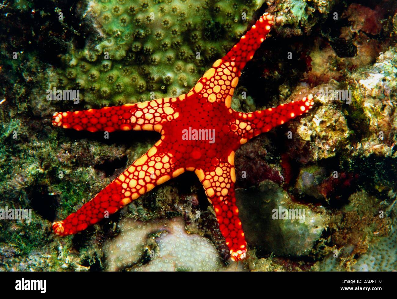 Starfish. Orange marble starfish (Fromia monilis) resting on a coral ...