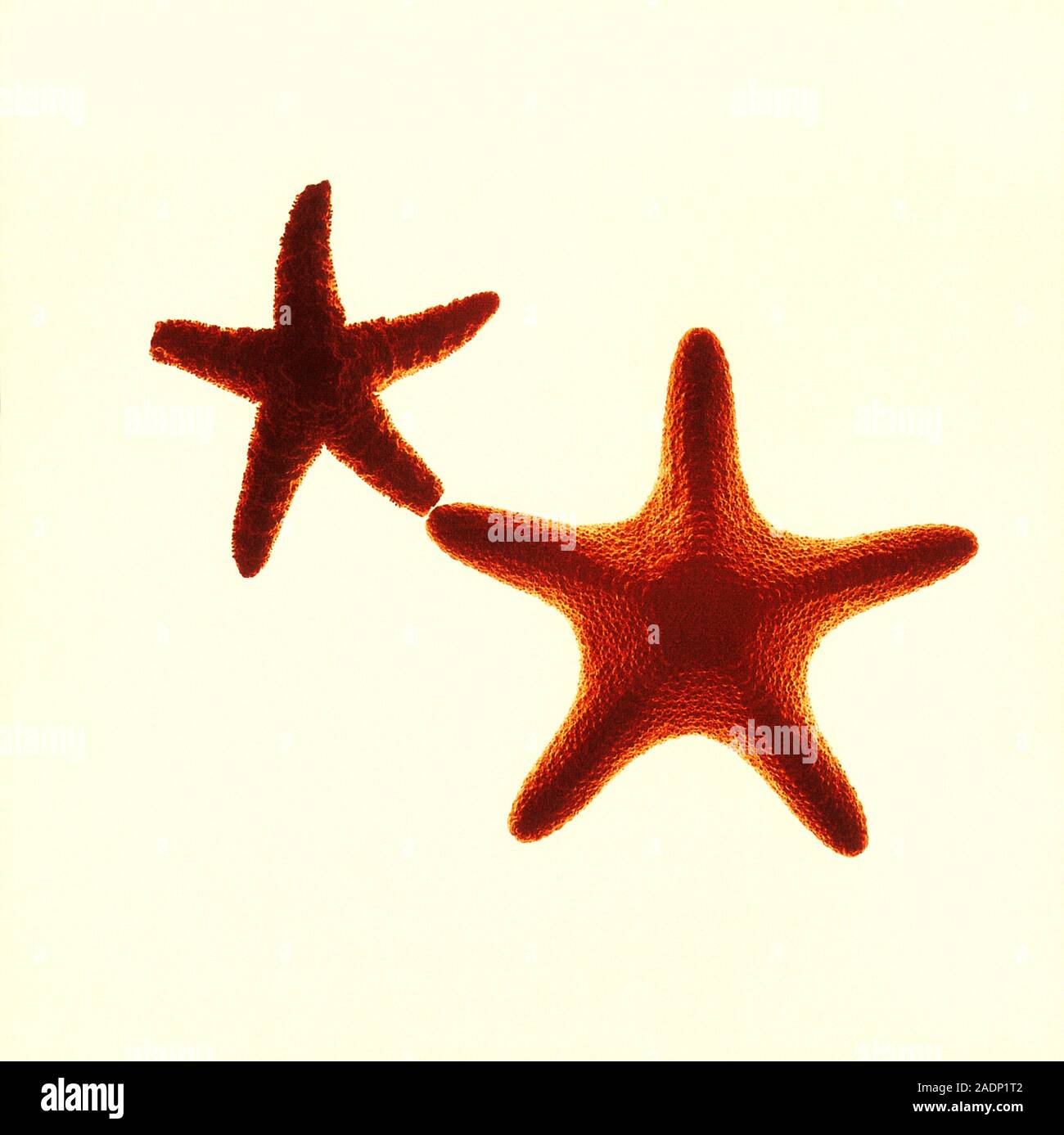 Starfish. Pair of unidentified starfish. On the underside of these ...