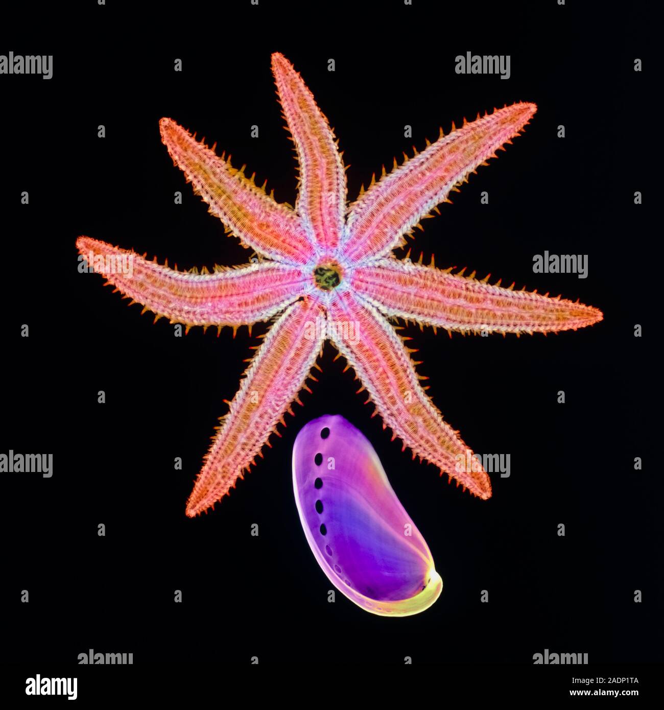 Starfish and abalone. Coloured X-ray of a starfish (class Asteroidea ...