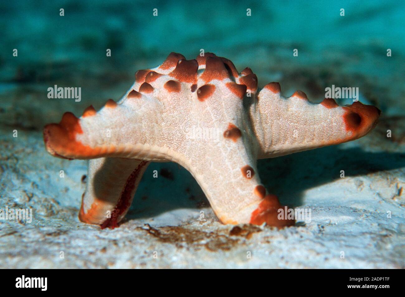 Horned sea star, or chocolate chip starfish (Protoreaster nodosus), on ...