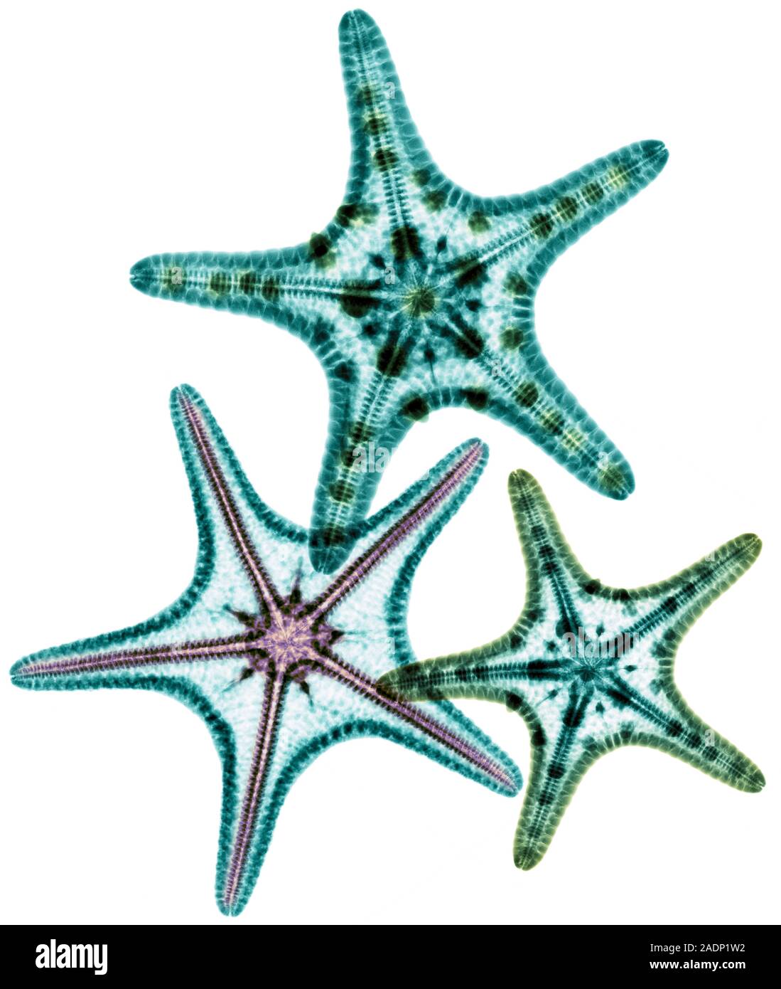 Starfish (class Asteroidea). Coloured X-ray of three starfish, a marine ...