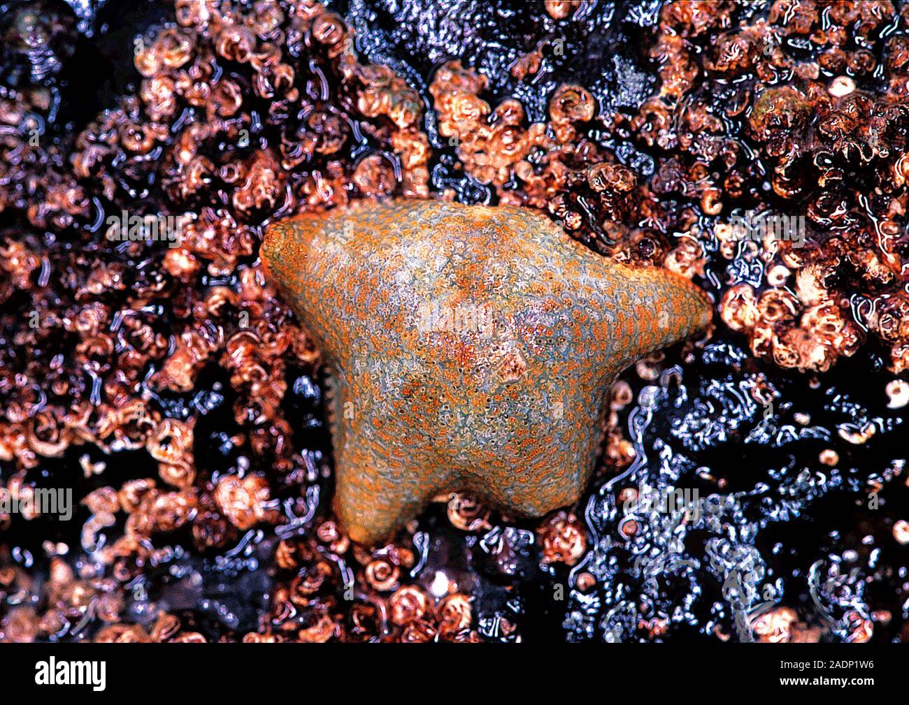 Cushion starfish (Asterina gibbosa) in a rock pool. Photographed at ...