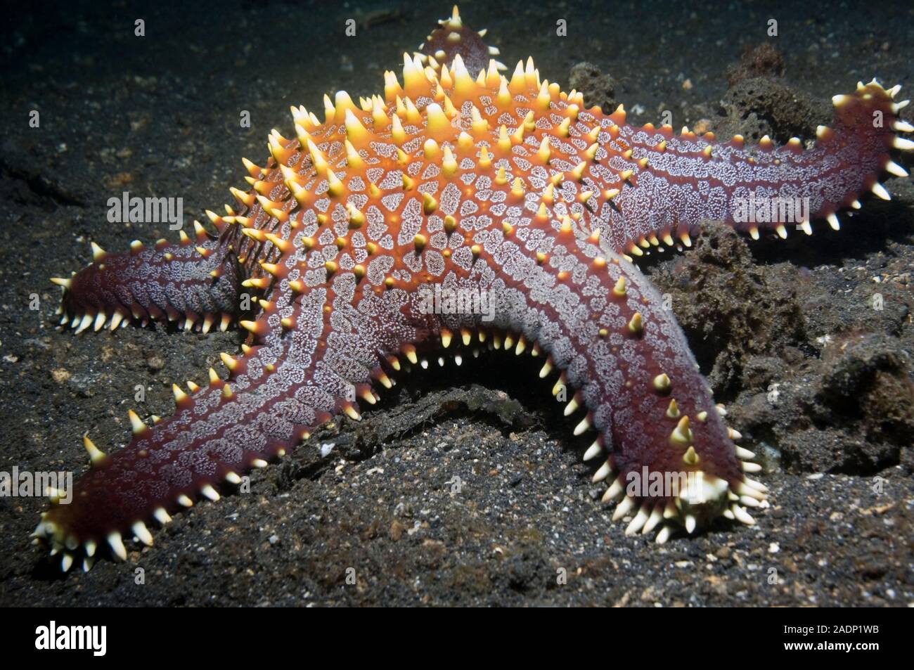 Starfish (Class Asteroidea). Starfish are marine echinoderms with five-fold symmetry ...