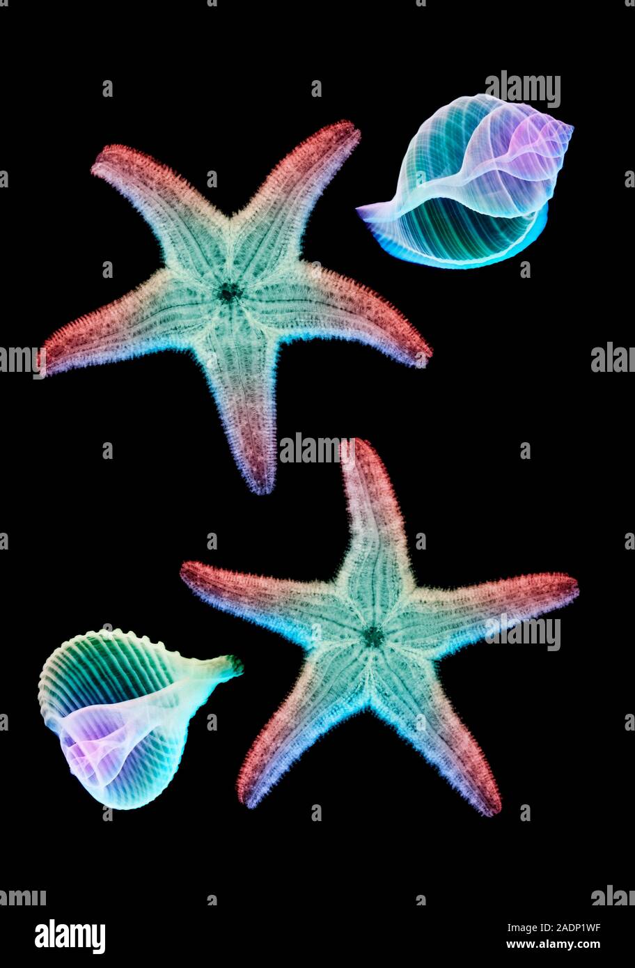 Starfish and marine mollusc shells, coloured X- ray Stock Photo - Alamy