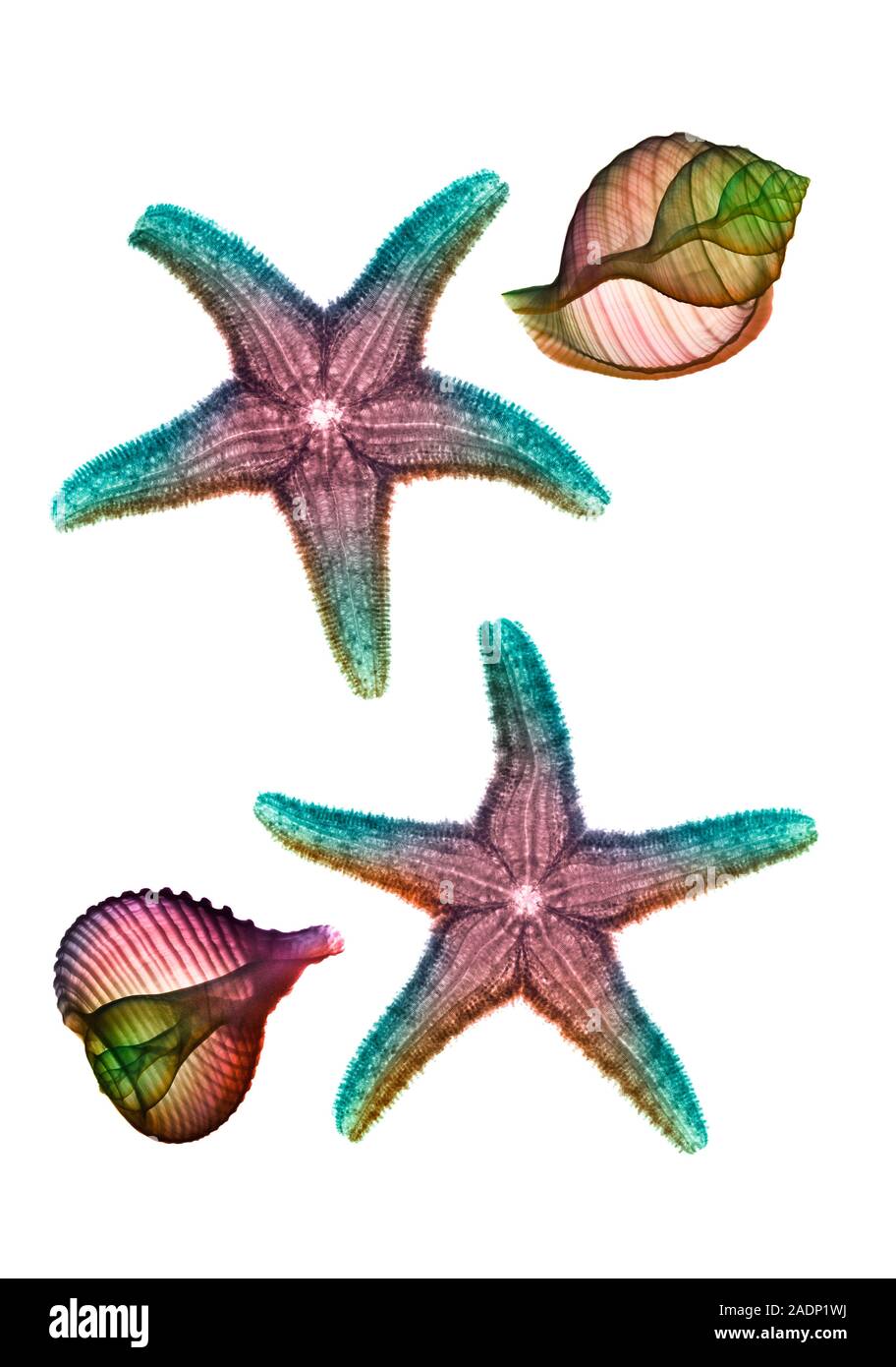Starfish and marine mollusc shells, coloured X- ray Stock Photo - Alamy