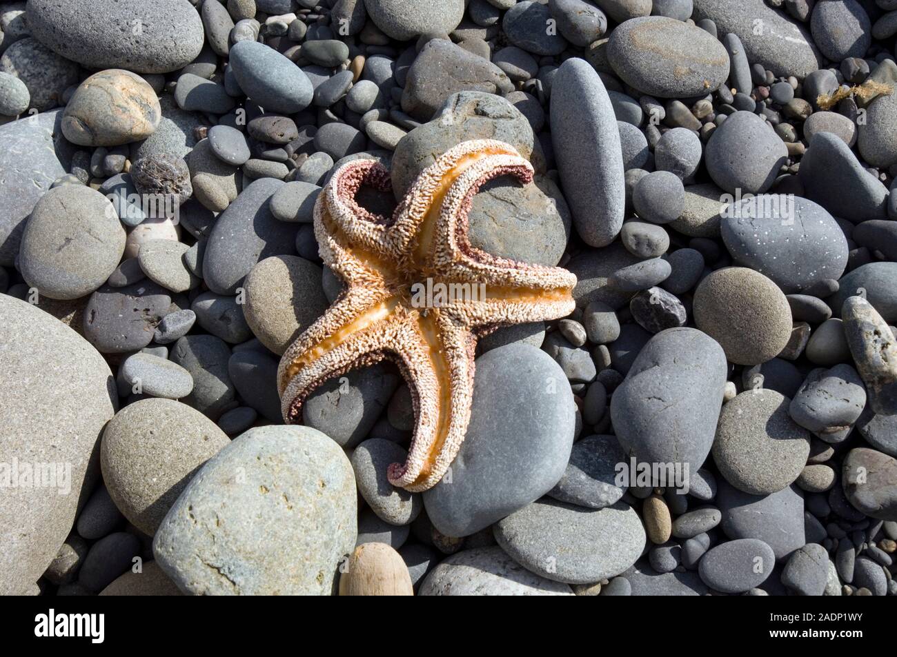Ochre sea star (Pisaster ochraeceus) washed up on a pebble beach ...
