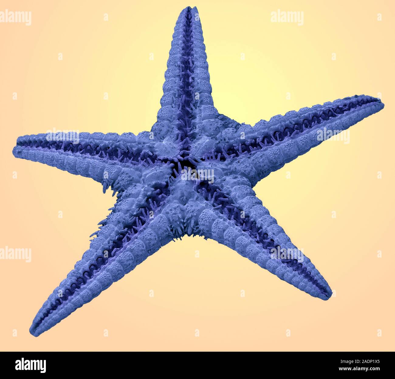 Starfish. Scanning electron micrograph of the underside of a starfish ...