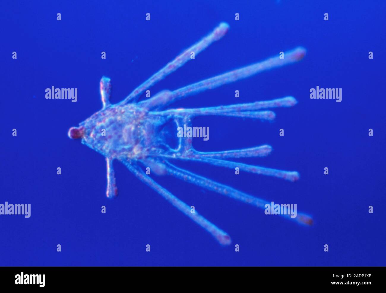 Sea urchin larva. Light micrograph of a larva of an unidentified sea ...