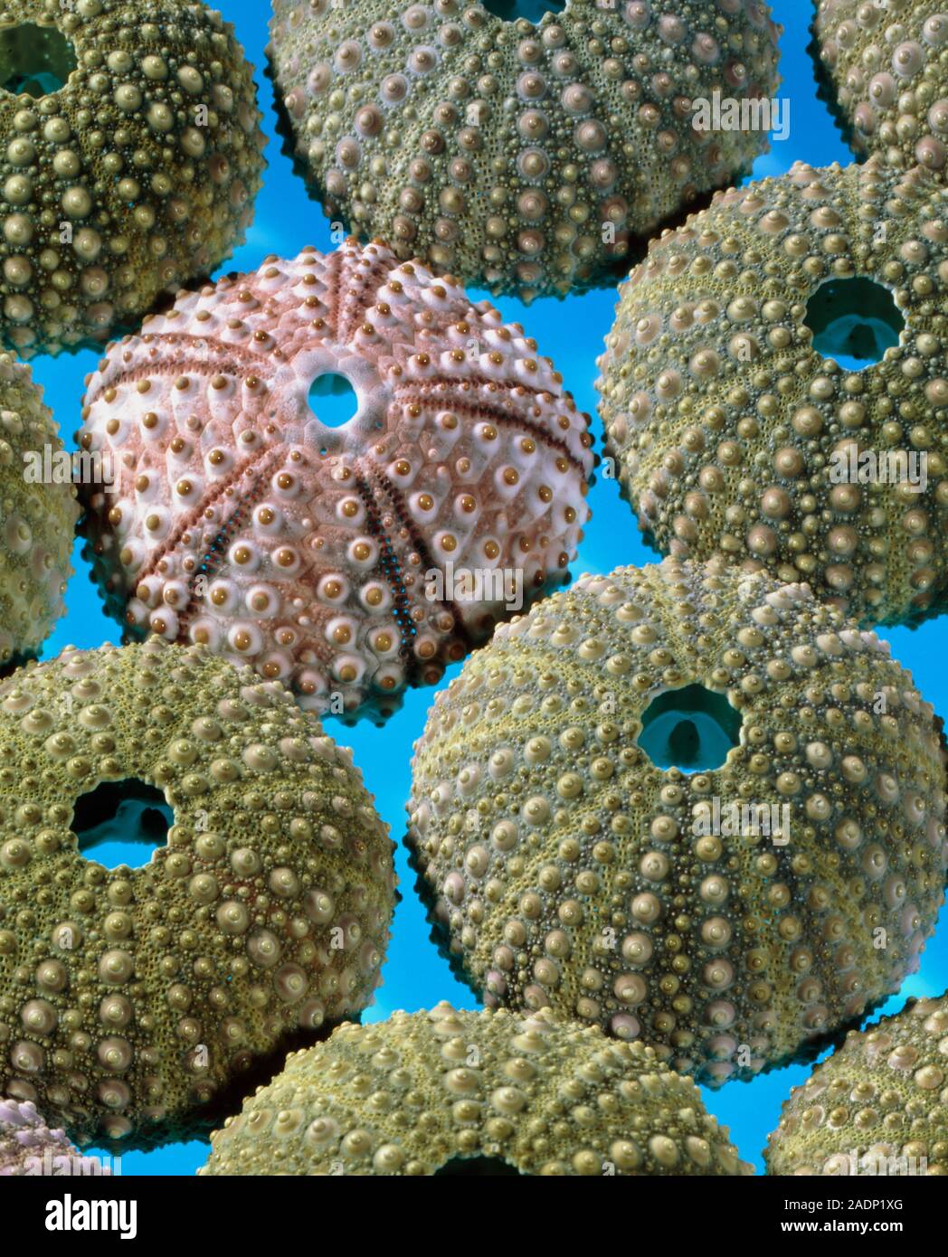 Sea urchin shells. Shells of sea urchins (class: Echinoidea). Fused ...