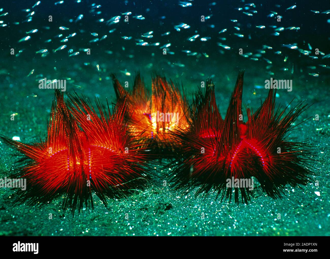 Sea urchins (Astropyga radiata) with a school of cardinalfish (family ...